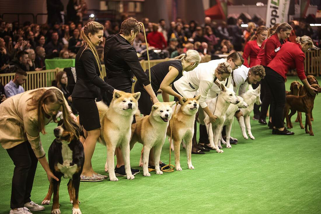 DOG EXHIBITION - 23-24th National and the International Pedigree Dog ...