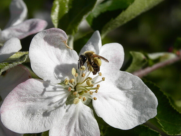ANTI-TERRORIST BEES ‹ About Us ‹ News ‹ Targi Kielce S.A.