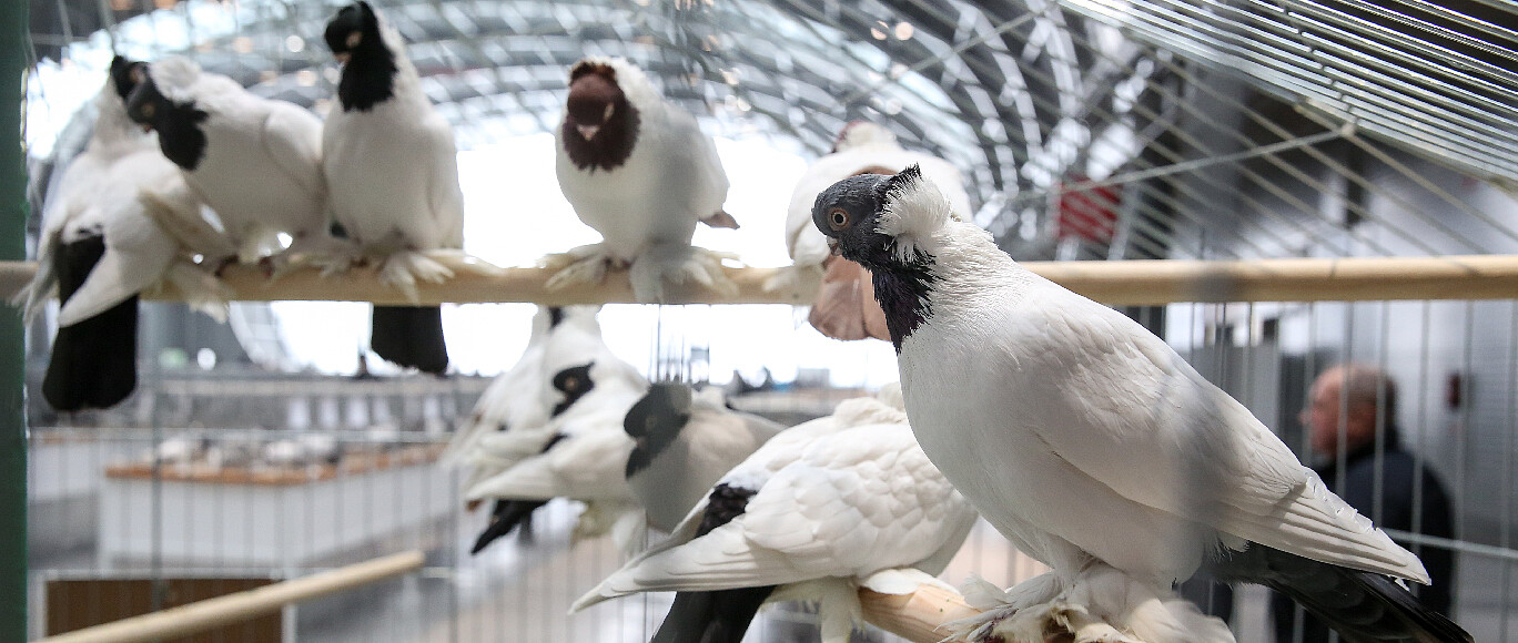 National Pigeon Exhibition ‹ Multimedia ‹ Targi Kielce S.A.